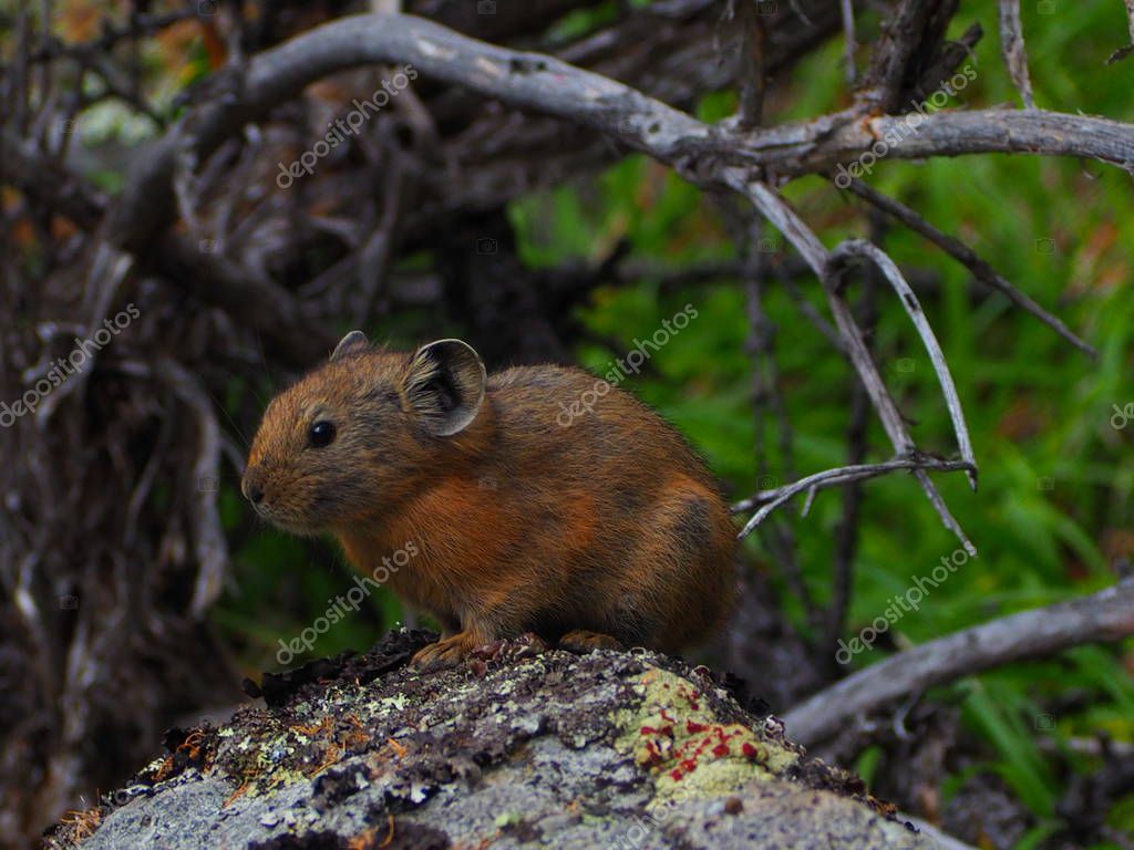 lindo pika en piedra grande en las montañas de Altai, Rusia 2024