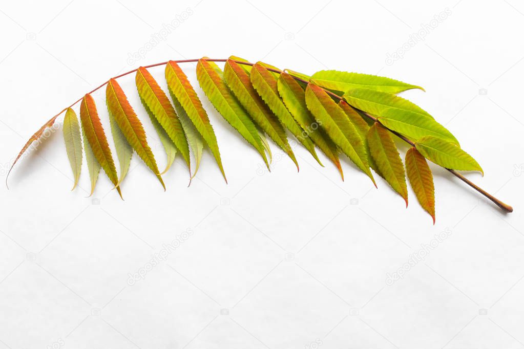 Ramita con hojas verdes. Coloraci n de la hoja de oto o. Colores oto ales - clorofila ...