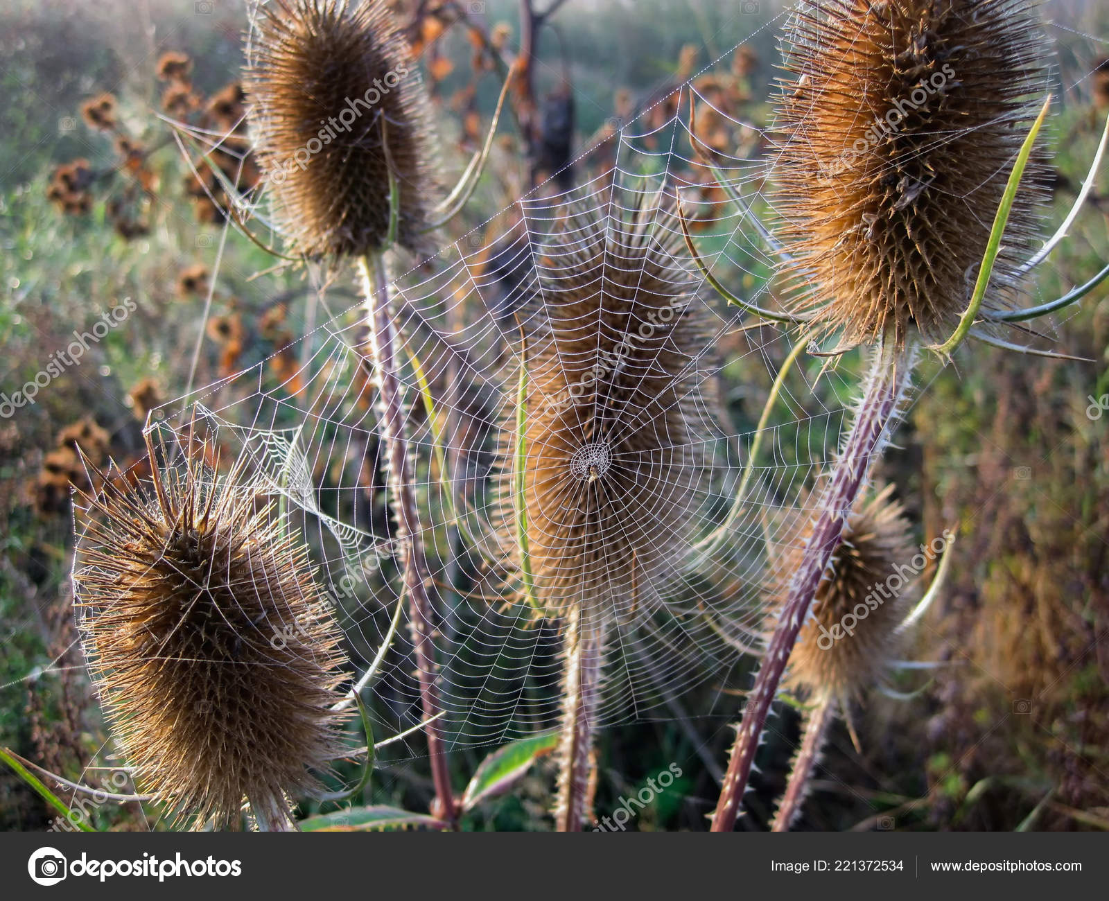 Spider Web Dry Spiky Plants — Stock Photo © DariaRen #221372534