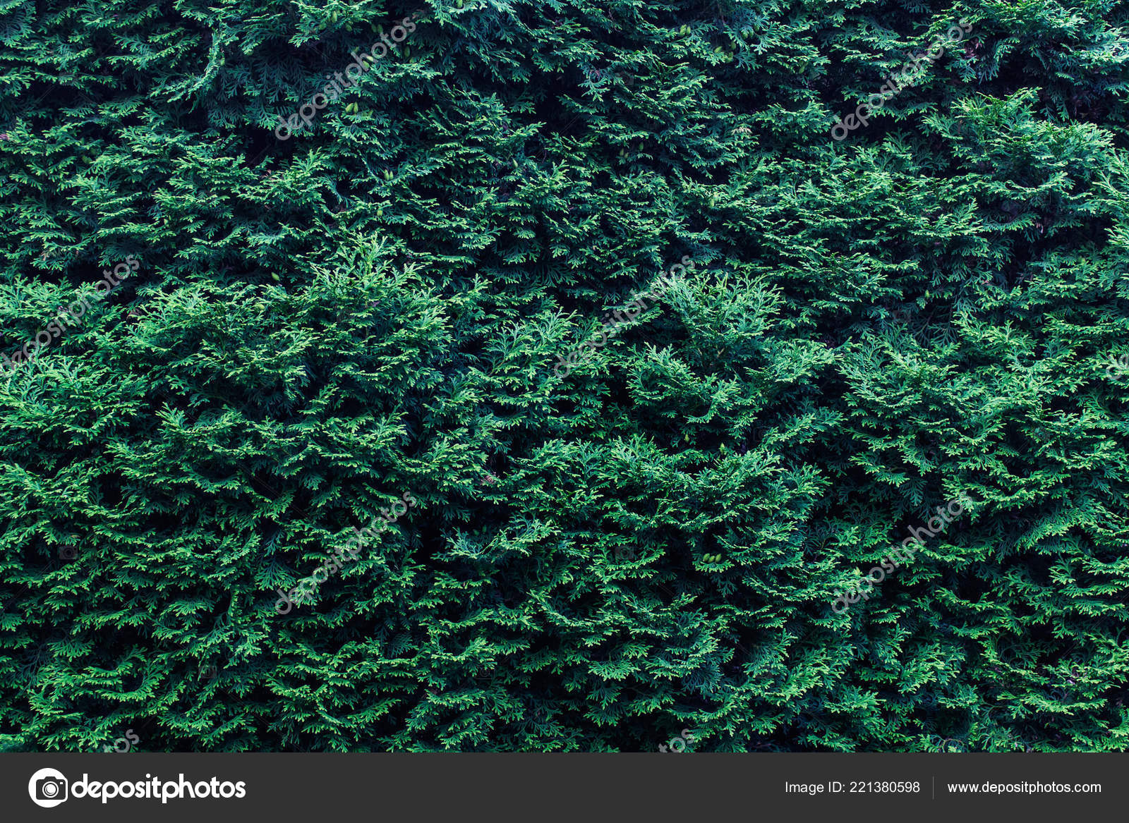 Evergreen Texture Seamless