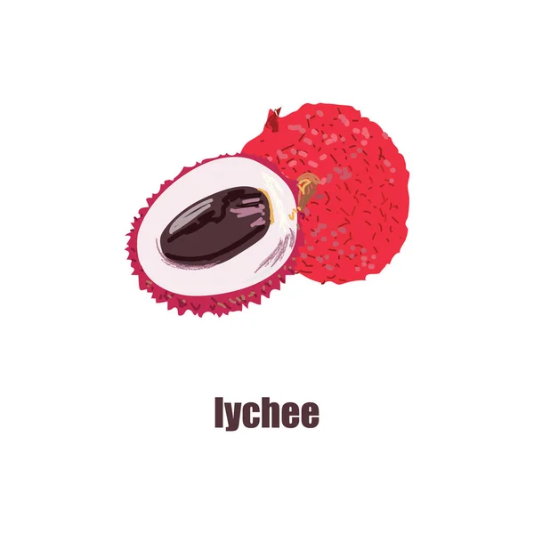 Ilustración con la imagen de un lichi y lichi en un corte. Logo o icono ...