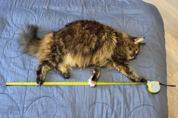 Cat ruler Stock Photos, Royalty Free Cat ruler Images | Depositphotos