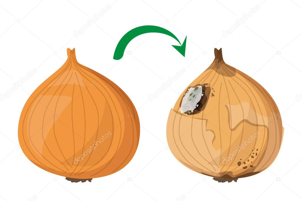 La cebolla fresca se convierte en vector podrido aislado. Producto ...