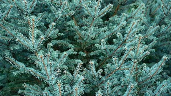 Chinese evergreens Stock Photos, Royalty Free Chinese evergreens Images ...