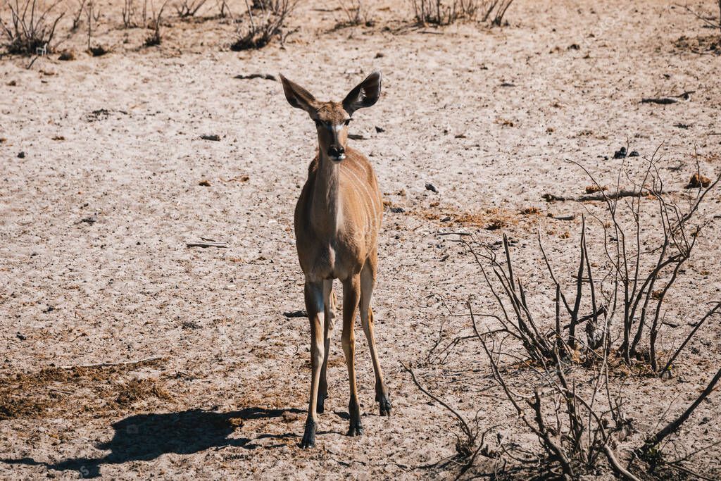 Mujer Gran Kudu De pie en el Parque Nacional Dry Etosha Pan en ...