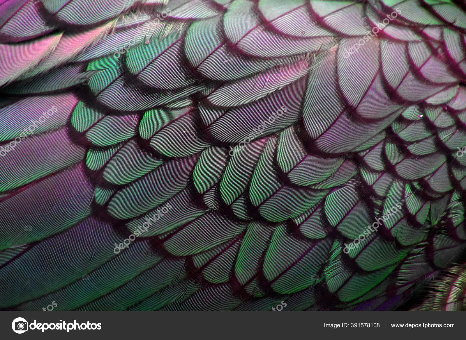 Bird Feathers Abstract Coloured Exotic — Stock Photo © zetat #391578108