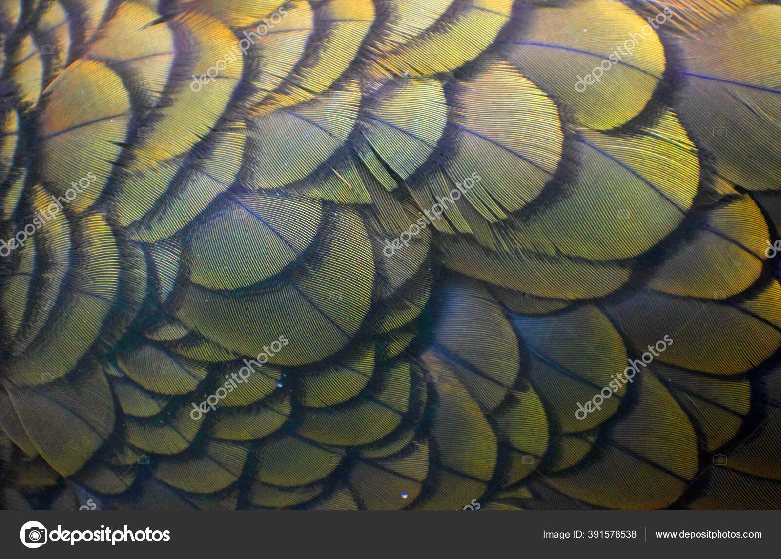 Bird Feathers Abstract Coloured Exotic — Stock Photo © zetat #391578538