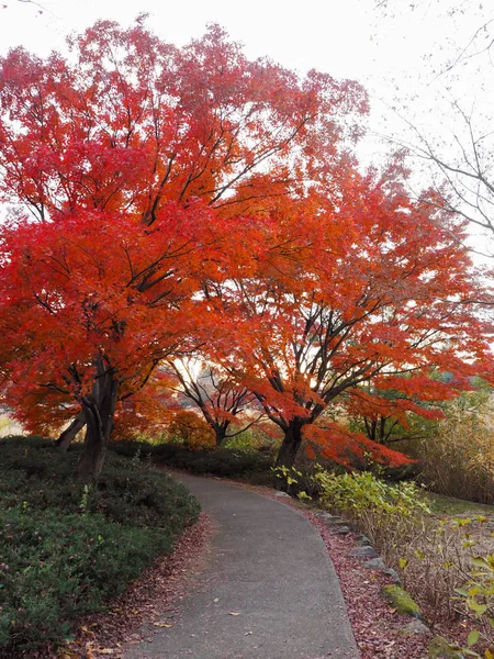 Japanese maples Stock Photos, Royalty Free Japanese maples Images ...