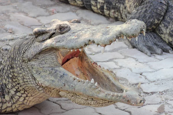 Crocodile teeth Stock Photos, Royalty Free Crocodile teeth Images ...