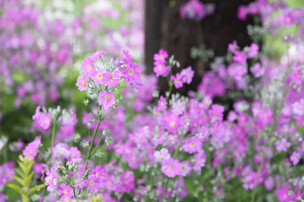 Primula malacoides Stock Photos, Royalty Free Primula malacoides Images ...