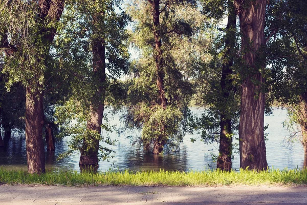 Tall trees grow near the Danube river, Belgrade, Serbia - Wild sping ...