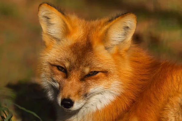 Visual foxpro Stock Photos, Royalty Free Visual foxpro Images ...