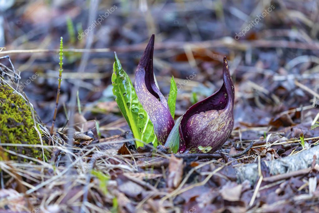 Repollo zorrillo oriental, Symplocarpus foetidus, planta nativa del ...