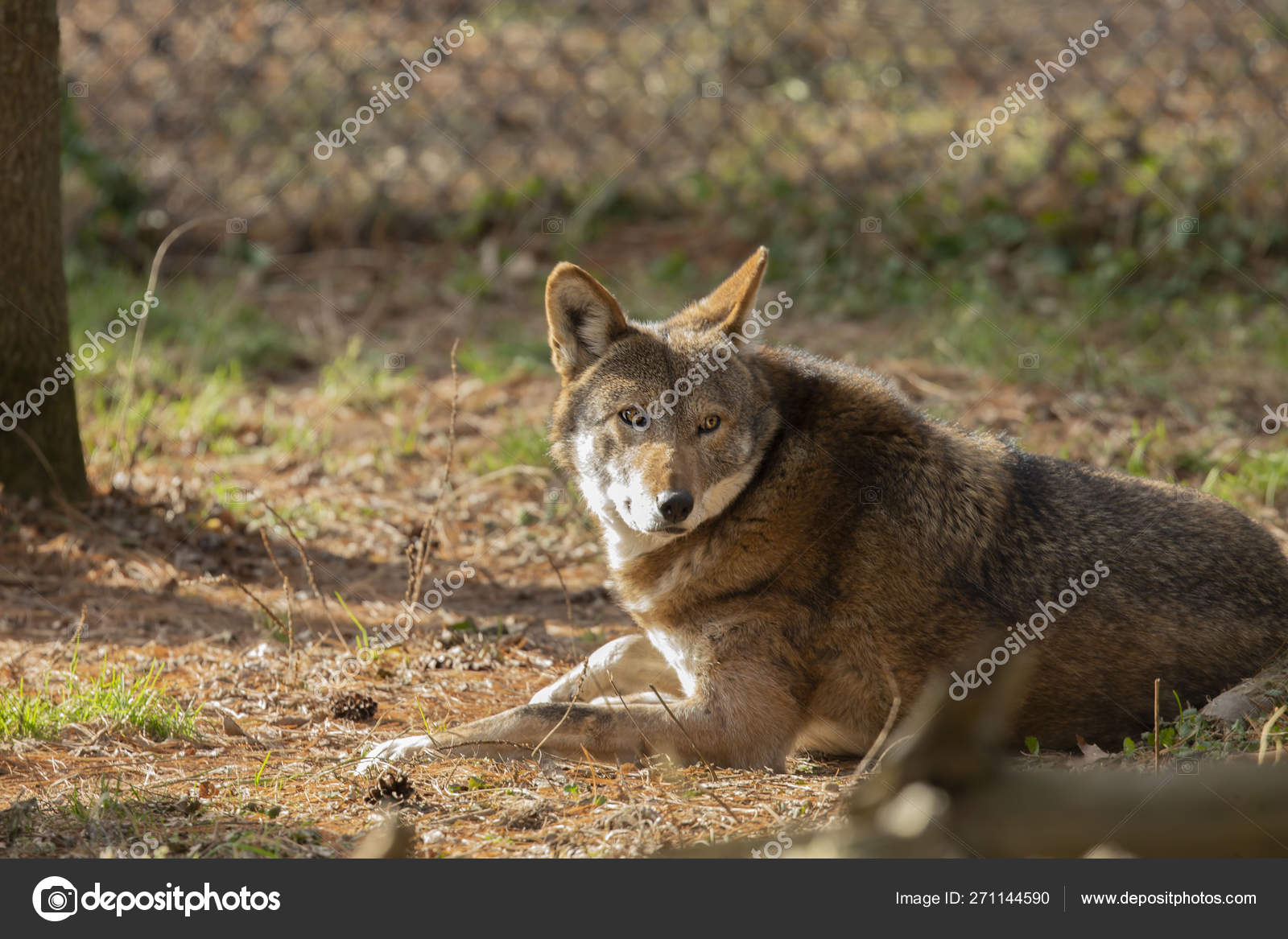 Red Wolf Canis Lupus Rufus Rare Wolf Species Native Southeastern ...