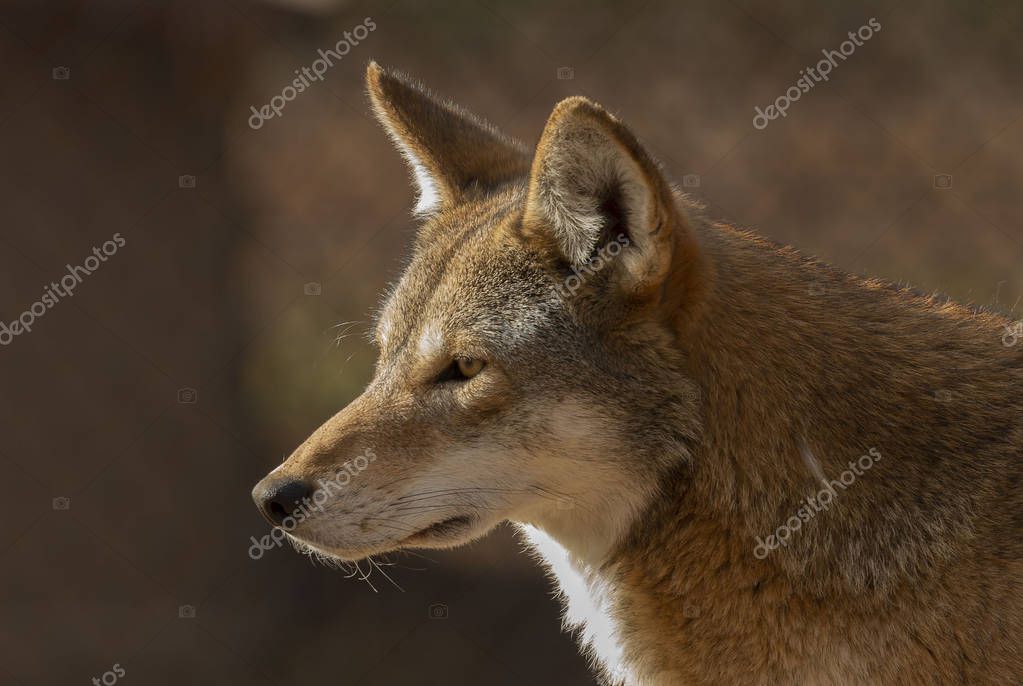 Lobo rojo (Canis lupus rufus) una rara especie de lobo nativo del ...