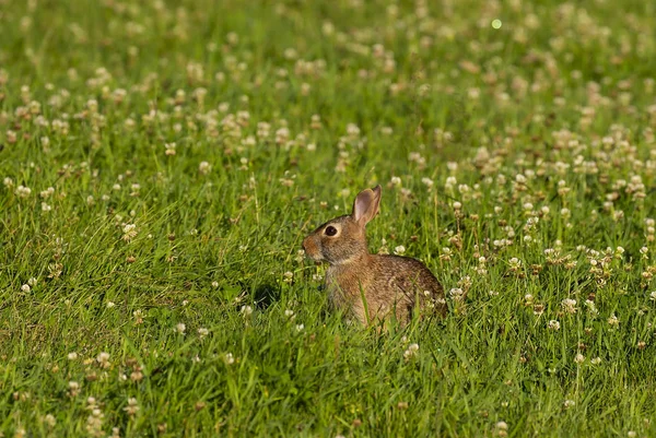 Cottontail Rabbit Lepus Sylvaticus Meadow Nature Scene Wisconsin ...