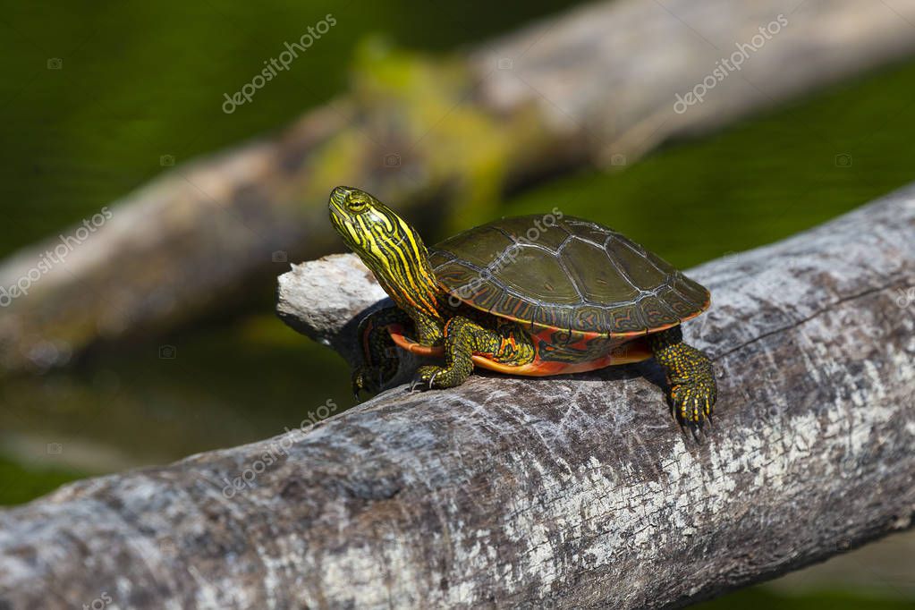 La tortuga pintada (Chrysemys picta) es una tortuga nativa de América ...