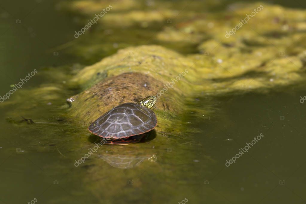 La tortuga pintada (Chrysemys picta) es una tortuga nativa de América ...