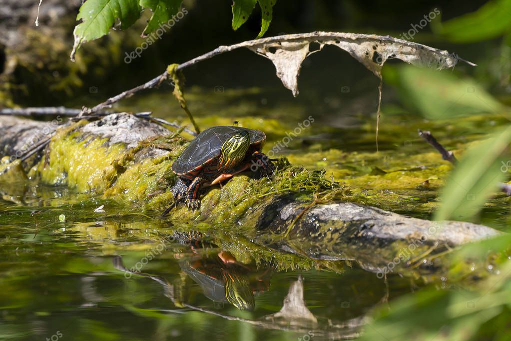 La tortuga pintada (Chrysemys picta) es una tortuga nativa de América ...