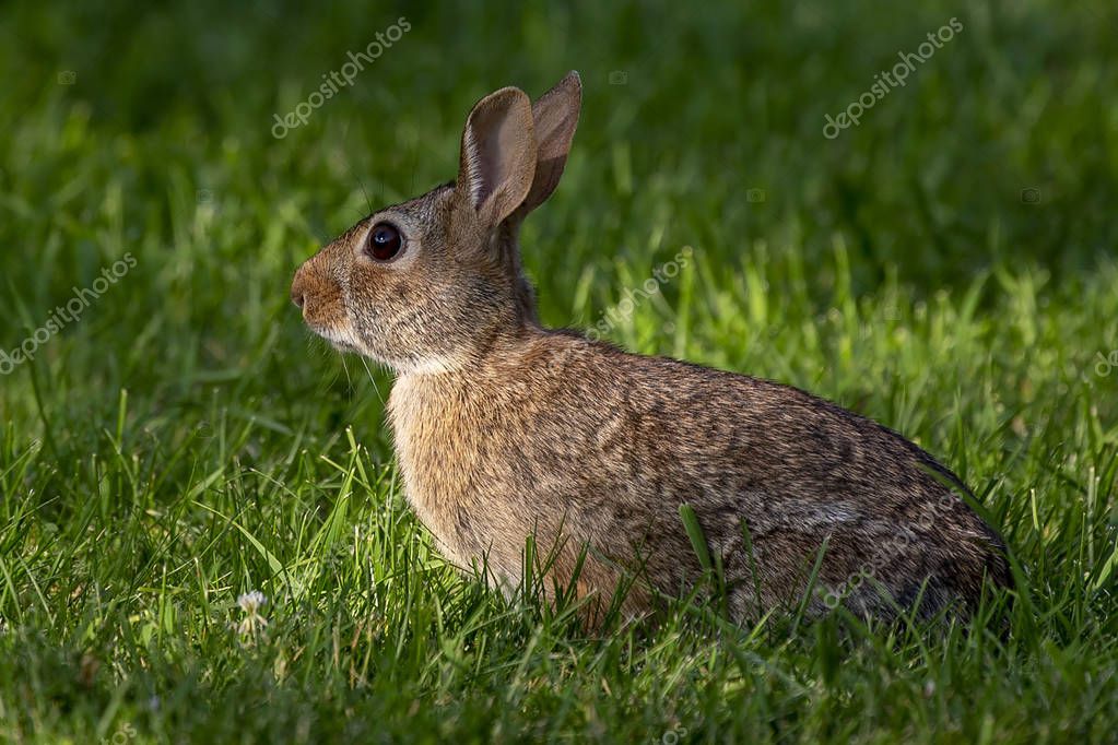 La cola de algodón oriental (Sylvilagus floridanus) .Este conejo ...