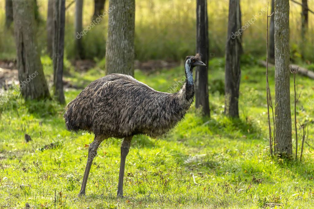 El Emu (Dromaius novaehollandiae), ave nativa más grande de Australia, pariente del avestruz. El ...