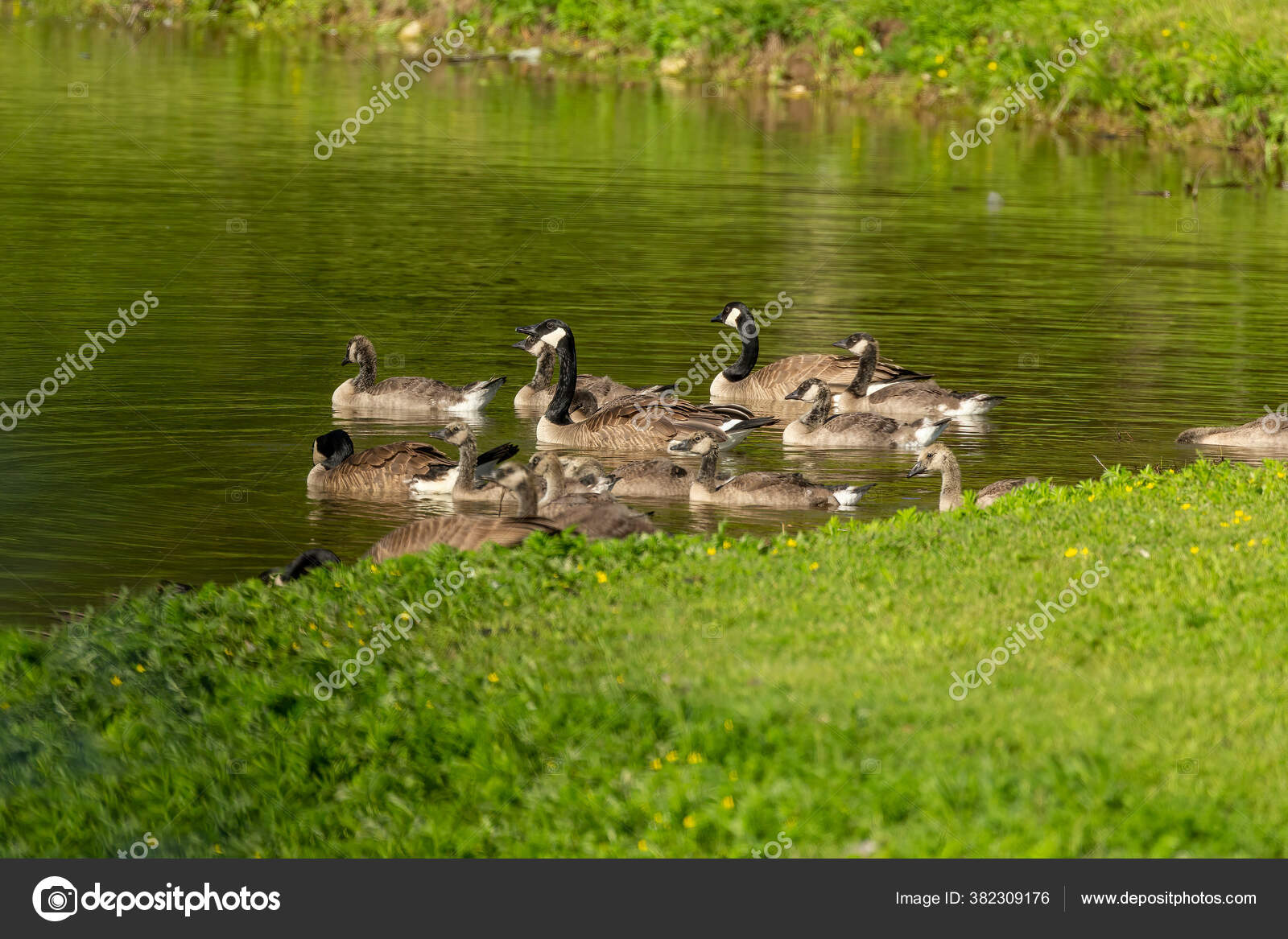 Canadian Geese Older Goslings Natural Scene State Conservation Area ...