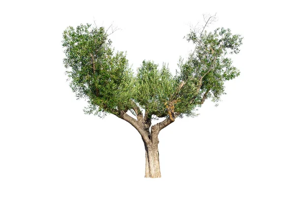 Italian tree Stock Photos, Royalty Free Italian tree Images | Depositphotos