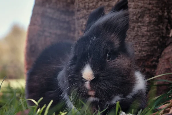 Lionhead rabbit Pictures, Lionhead rabbit Stock Photos & Images ...