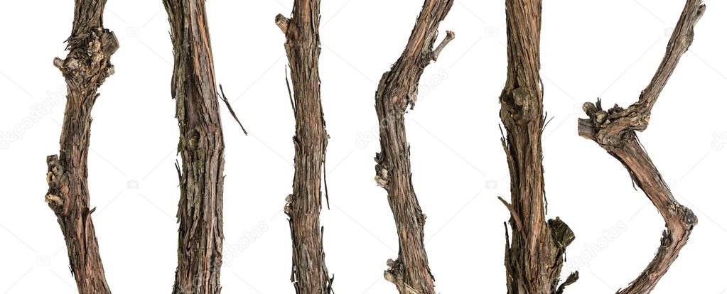 Recogida de ramas secas de la vid aisladas en blanco, incluyendo el ...