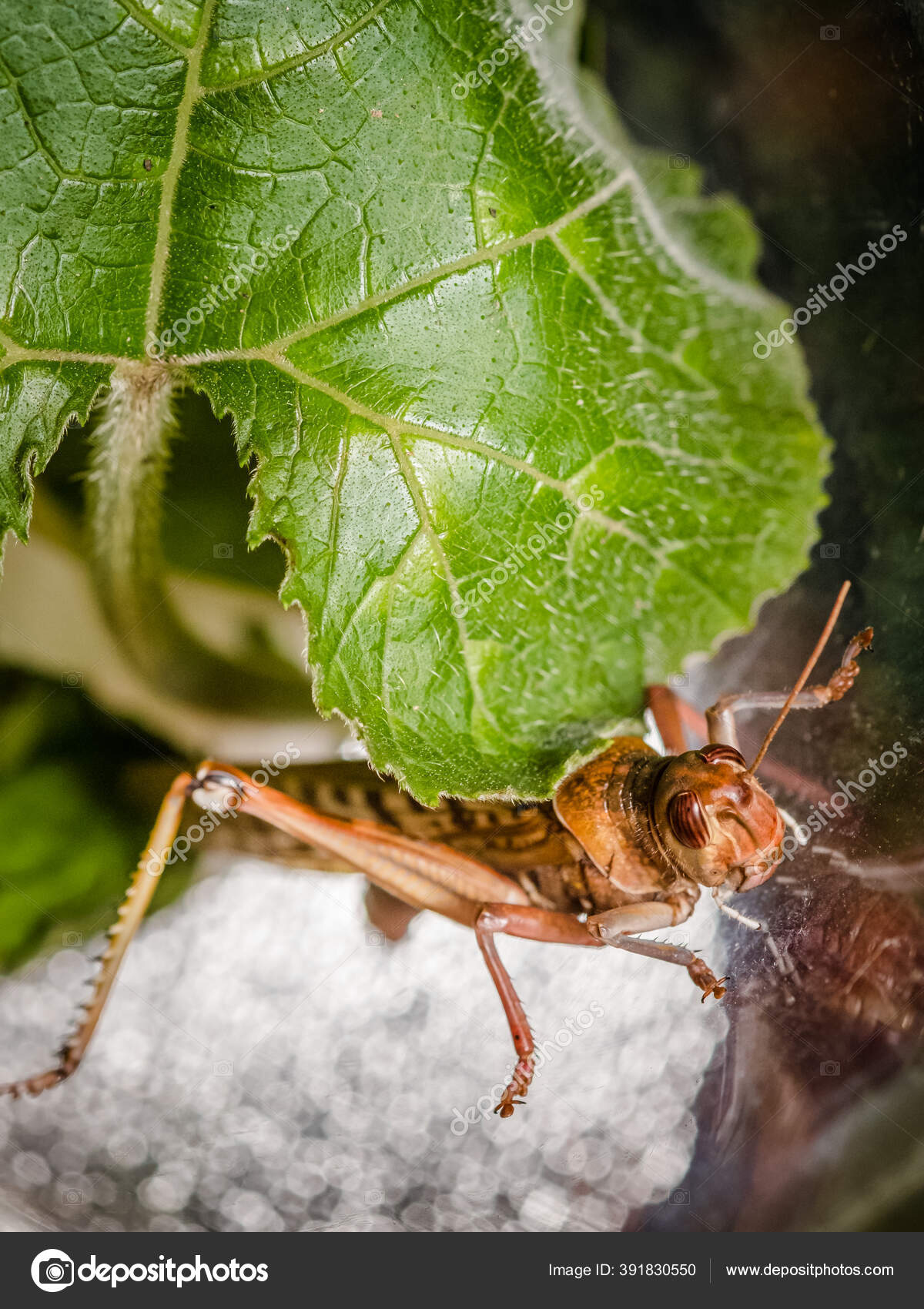 Captive Desert Locust Trapped Glass Terrarium — Stock Photo ...