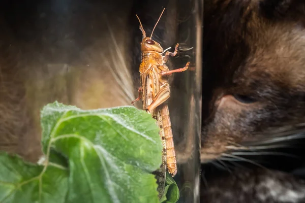 Captive Desert Locust Trapped Glass Terrarium — Stock Photo ...