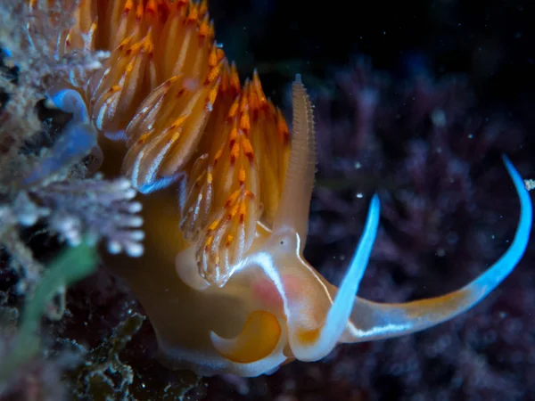 Mating nudibranch Stock Photos, Royalty Free Mating nudibranch Images ...