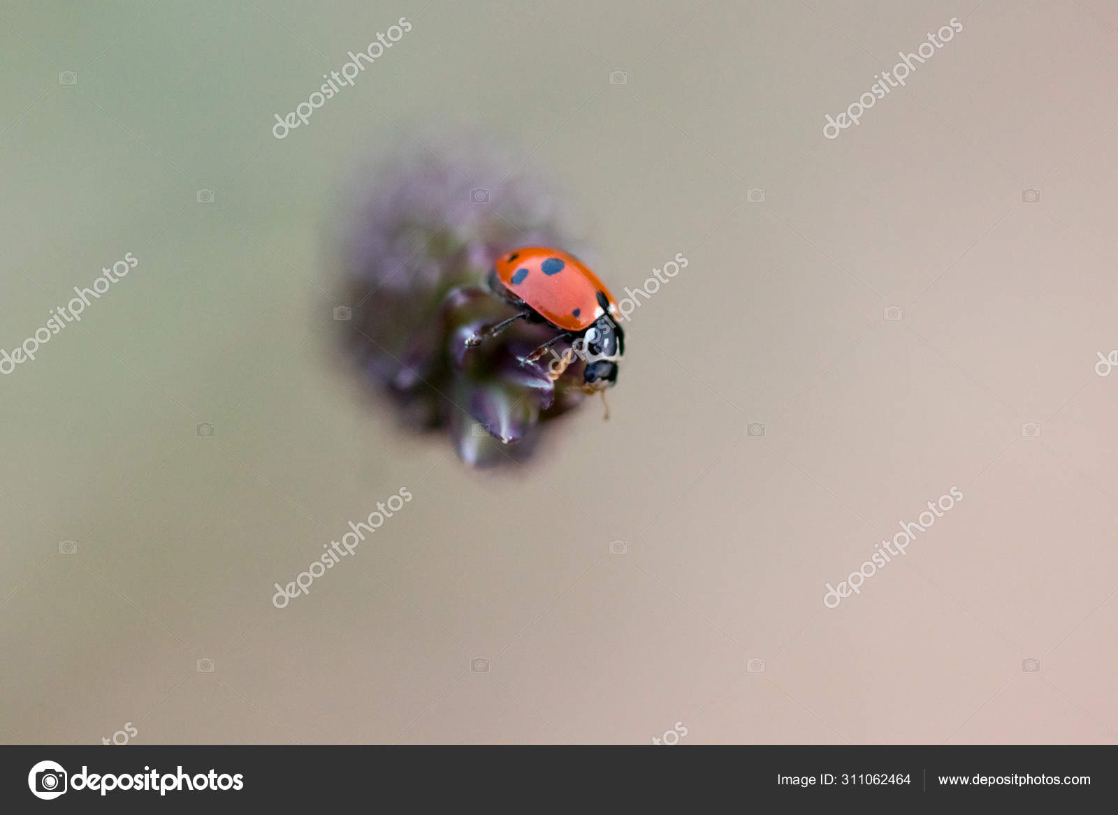 Ladybug Its Environment Leaf Macro — Stock Photo © carulophotos #311062464