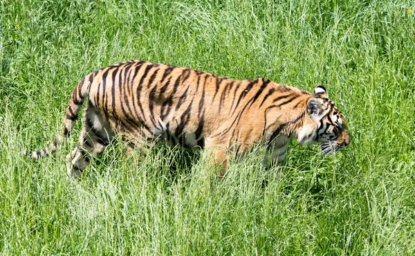 Tiger feces Stock Photos, Royalty Free Tiger feces Images | Depositphotos