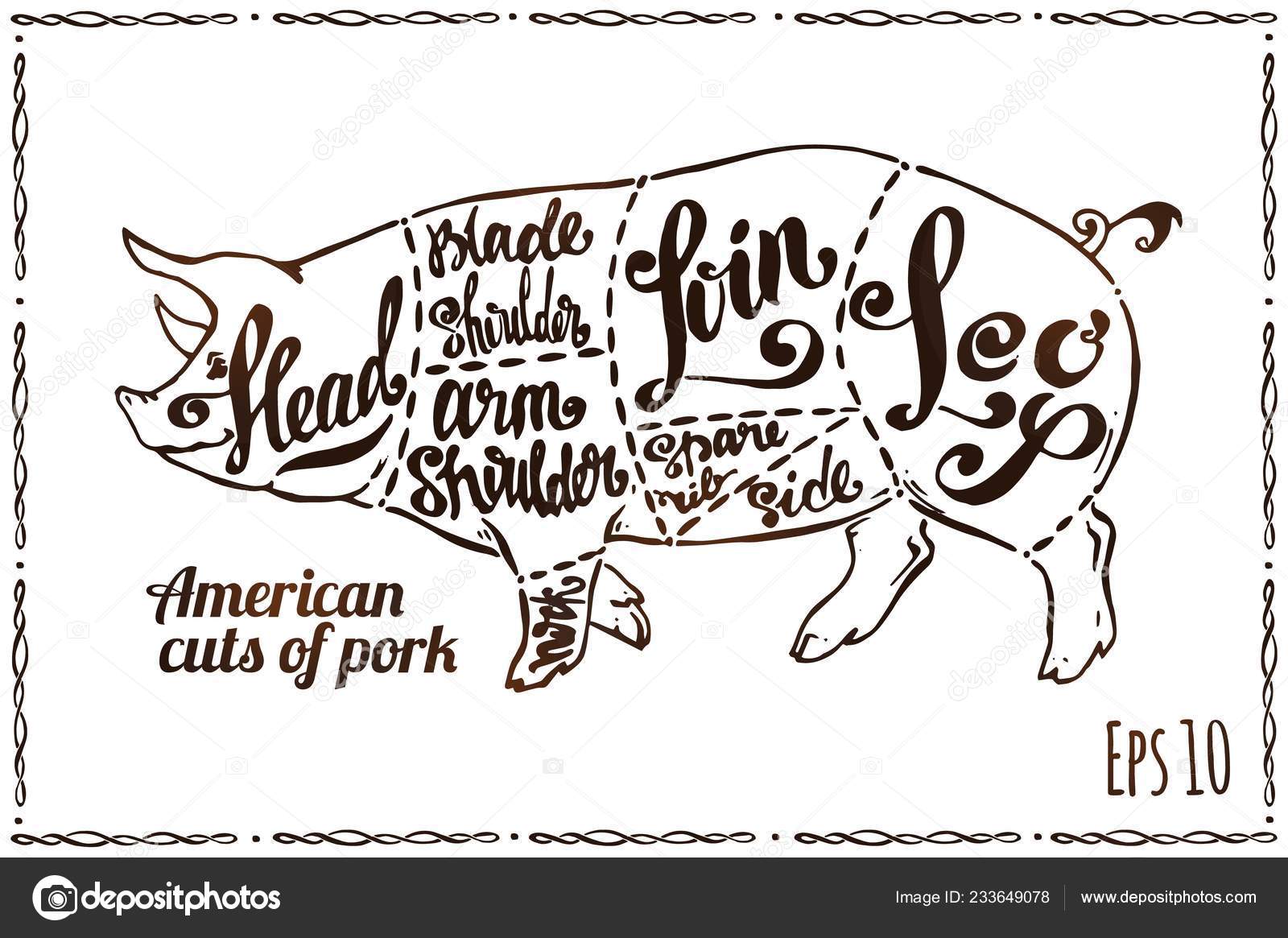 Image vectorielle Des morceaux de porc. Schéma porcin sur affiche pour ...