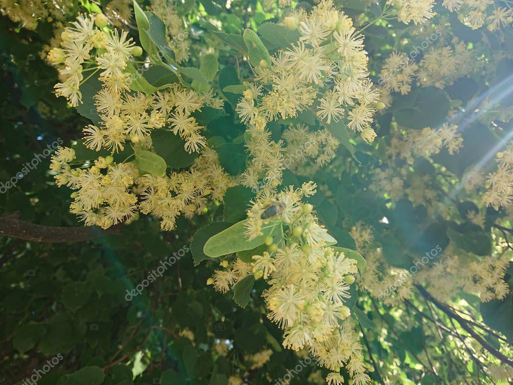 dicen que las abejas vuelan a las flores de tilo que viven a más de 80 ...