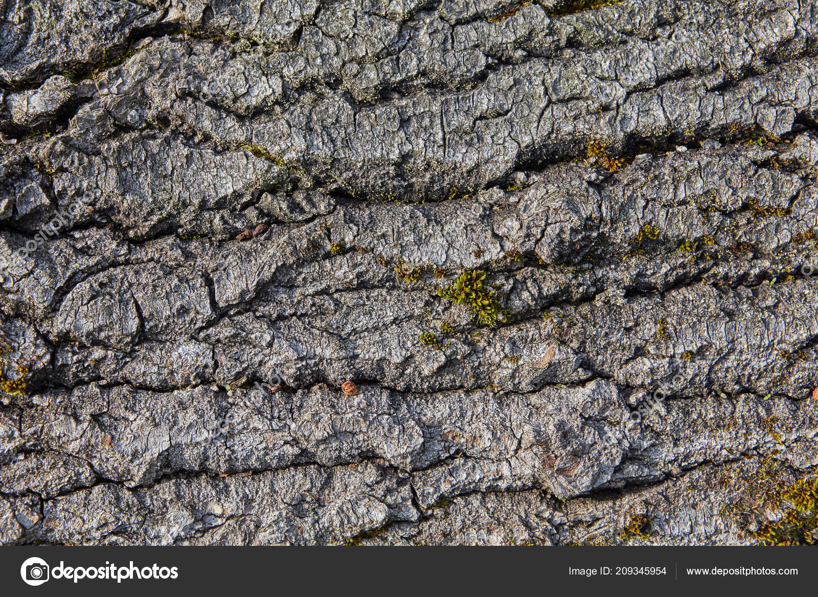 Structure Tree Pieces Moss Texture Backdrop ⬇ Stock Photo, Image by ...