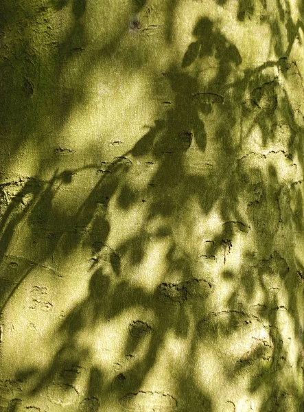 Oak tree shadow Stock Photos, Royalty Free Oak tree shadow Images ...