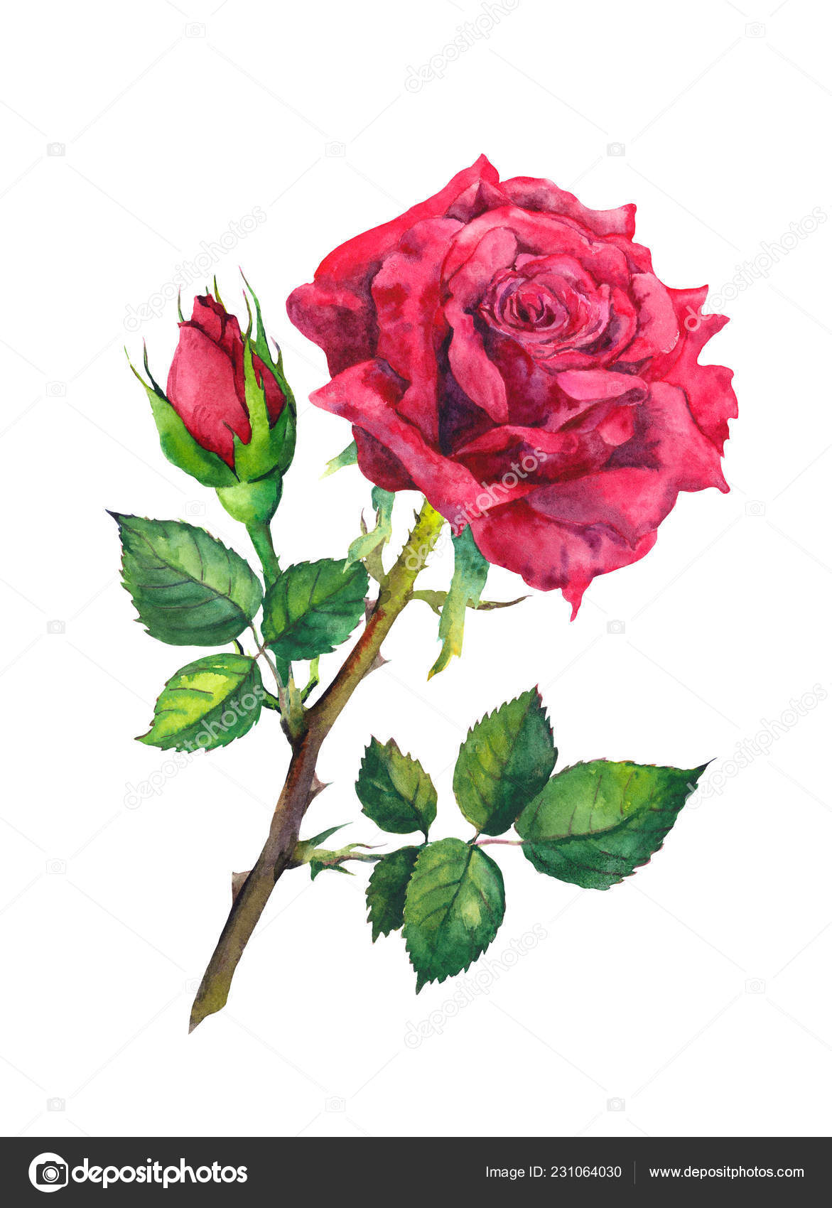 Botanical Illustration Rose
