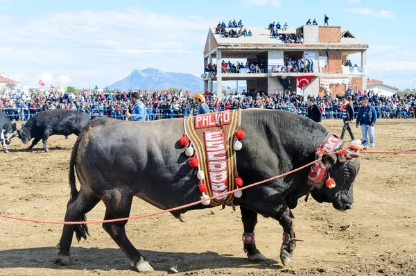 Bull jumping ceremony Stock Photos, Royalty Free Bull jumping ceremony ...