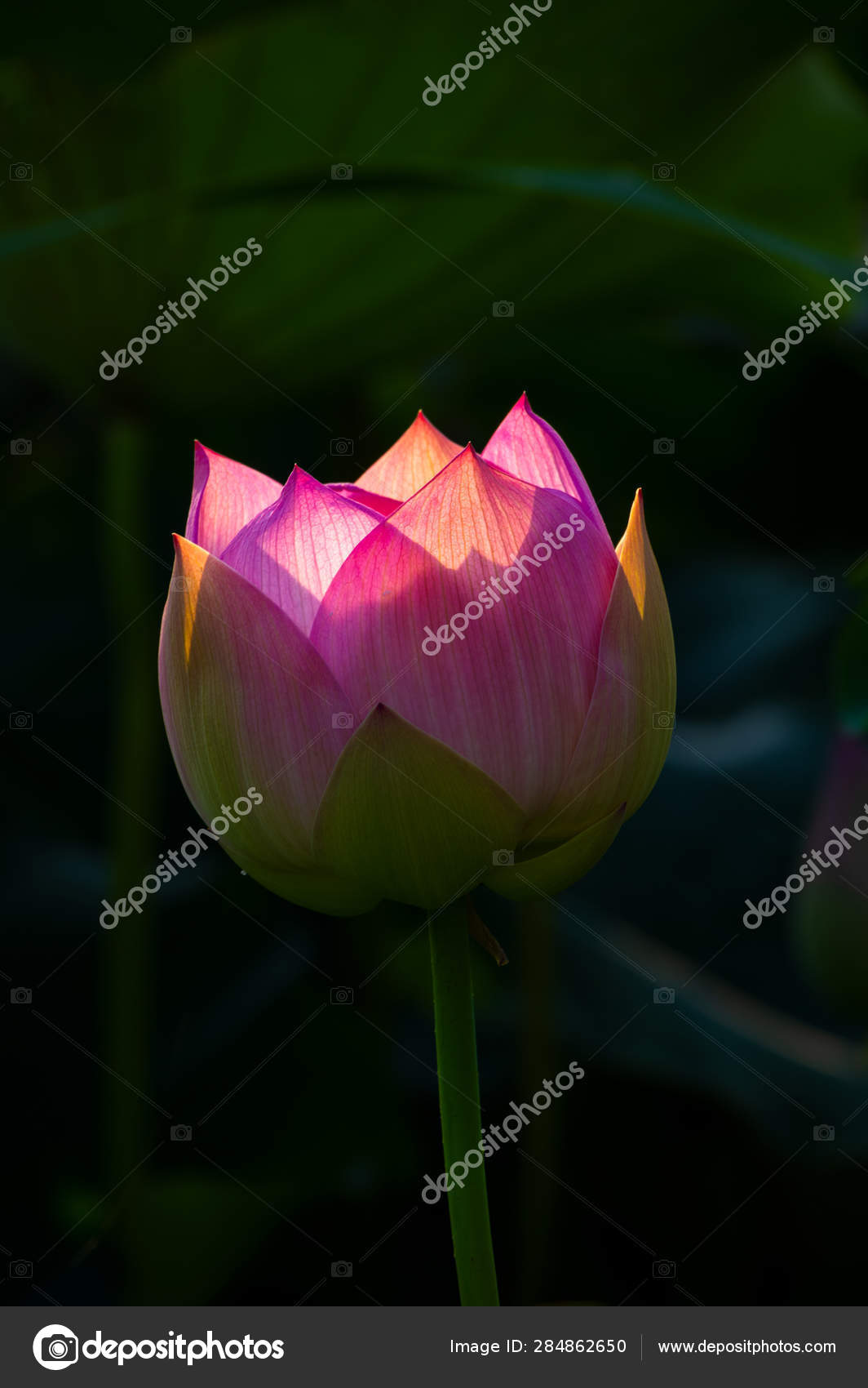 Beautiful Lotus Full Bloom Summer — Stock Photo © craigiehill #284862650