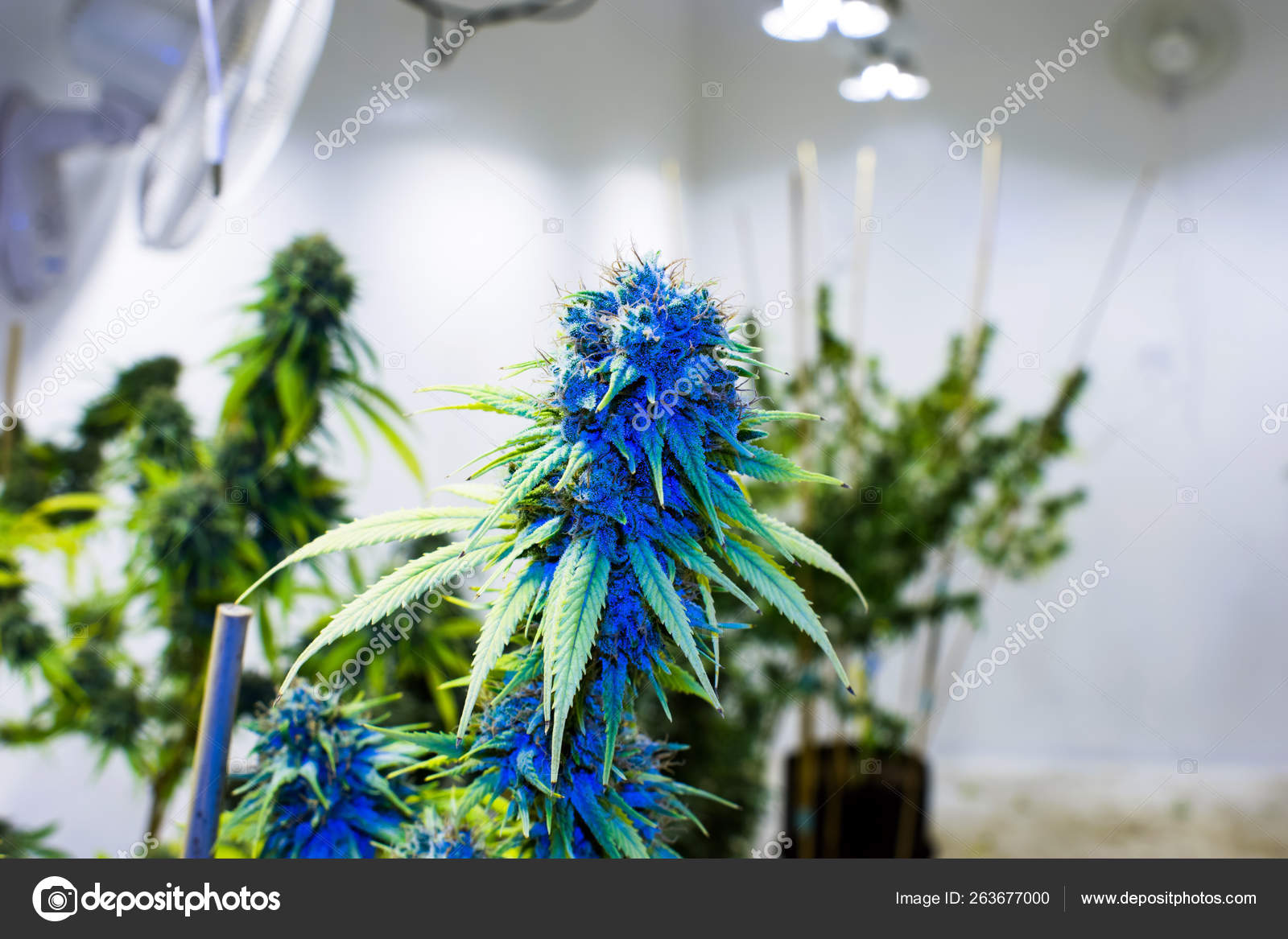 Marijuana Cannabis Pot Weed Plants Growing Indoors — Stock Photo ...