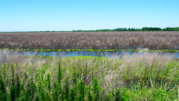 Hairy marsh marsh Stock Photos, Royalty Free Hairy marsh marsh Images ...