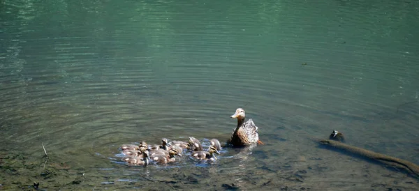 Siete patitos Stock Photos, Royalty Free Siete patitos Images | Depositphotos