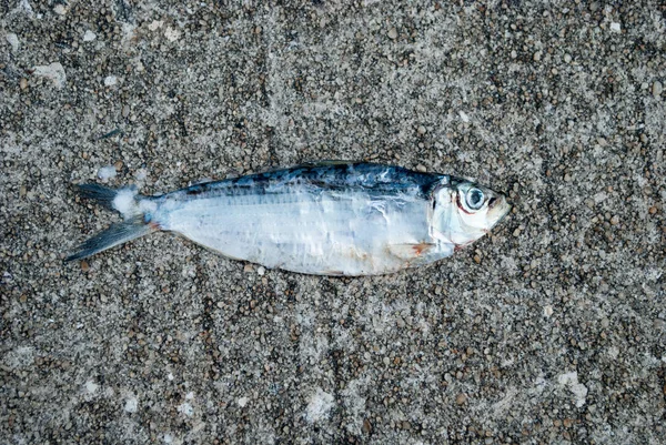 Polluted dead fish Stock Photos, Royalty Free Polluted dead fish Images ...