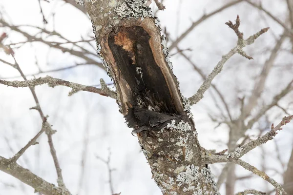 Sick tree Stock Photos, Royalty Free Sick tree Images | Depositphotos