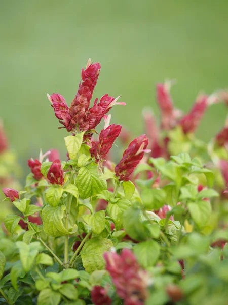 red pink flower Name Panama Queen Plant, The Orange Shrimp Plant, The ...
