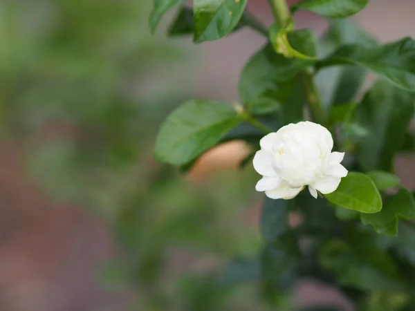 Jasmine rose flower Stock Photos, Royalty Free Jasmine rose flower ...