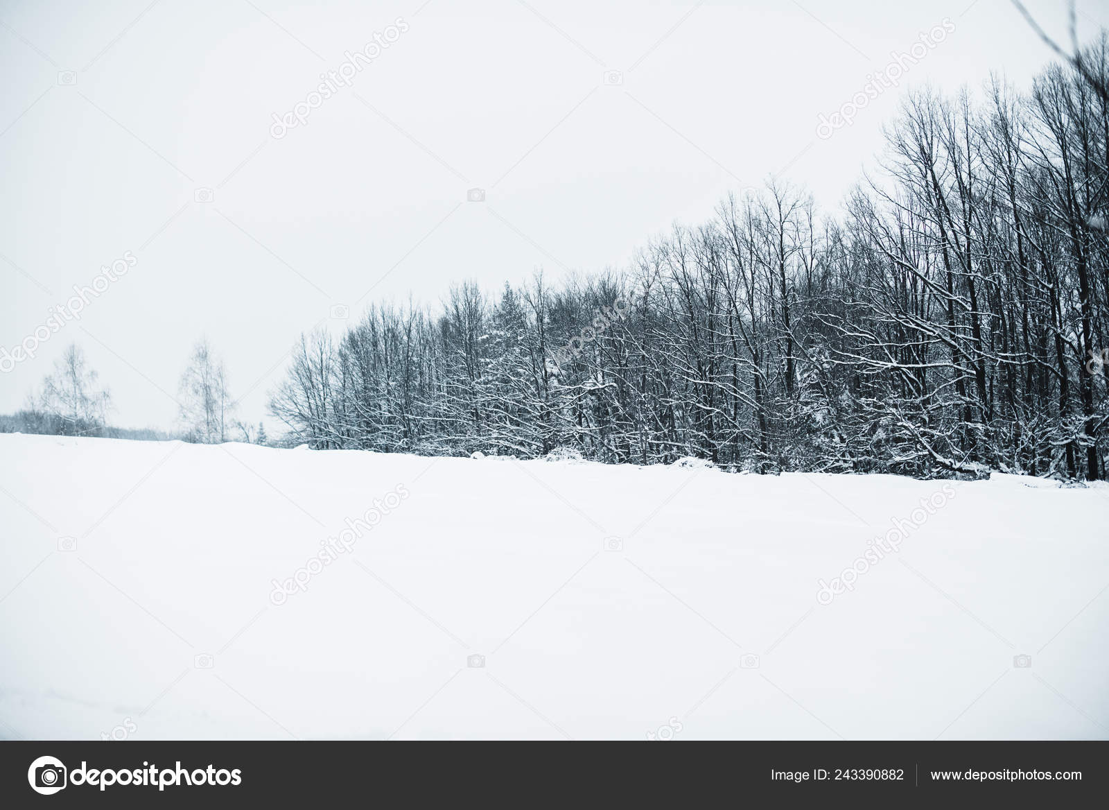 Dry Trees Cover Snow Carpathians — Stock Photo © HayDmitriy #243390882