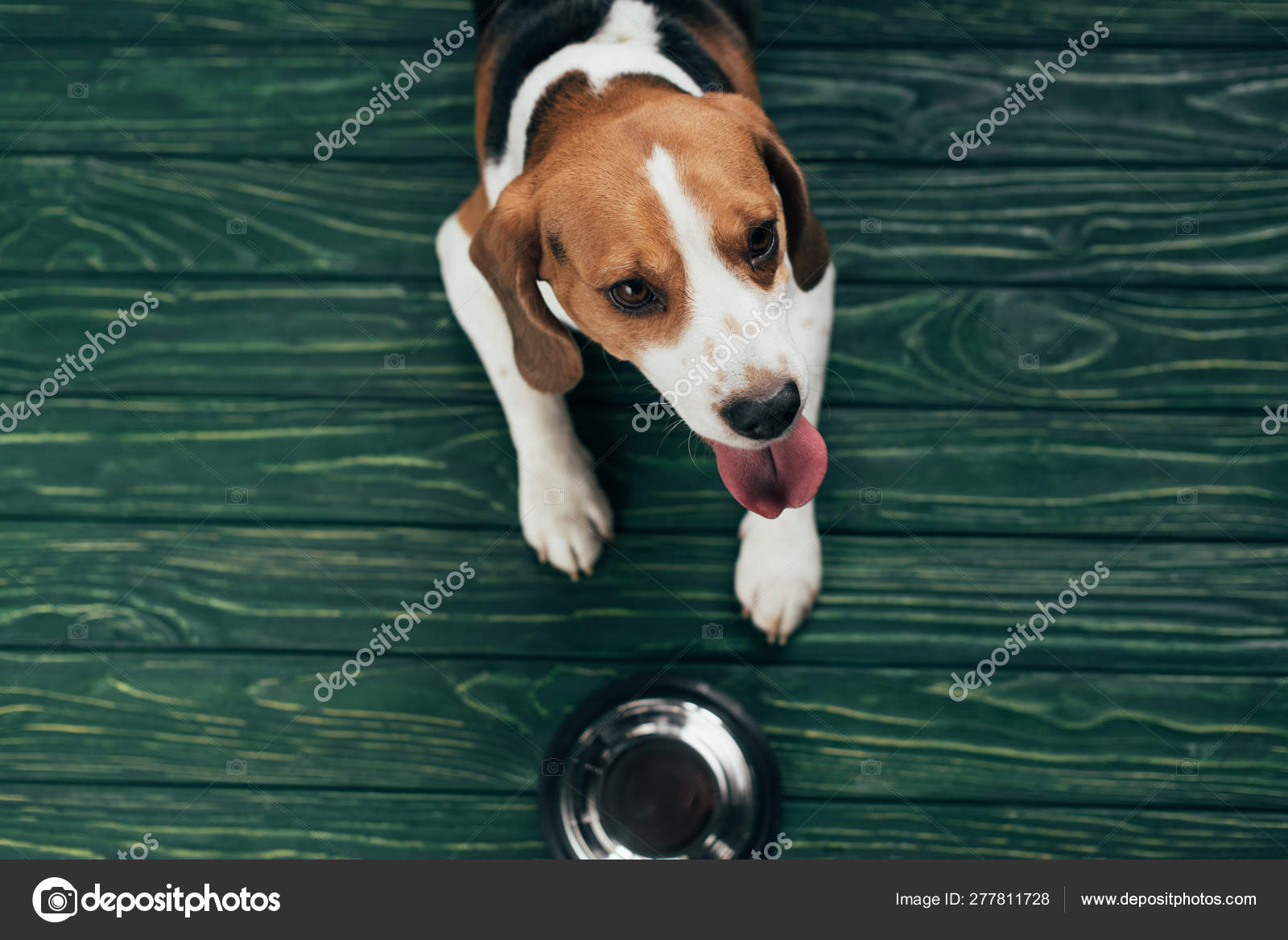 Top View Adorable Beagle Dog Metal Bowl Green Floor — Stock Photo ...